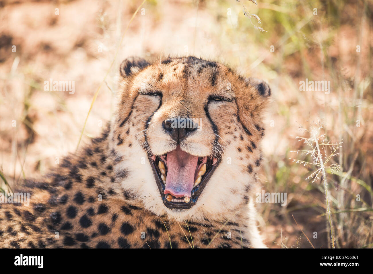 happy cheetah having a smile for everybody Stock Photo - Alamy