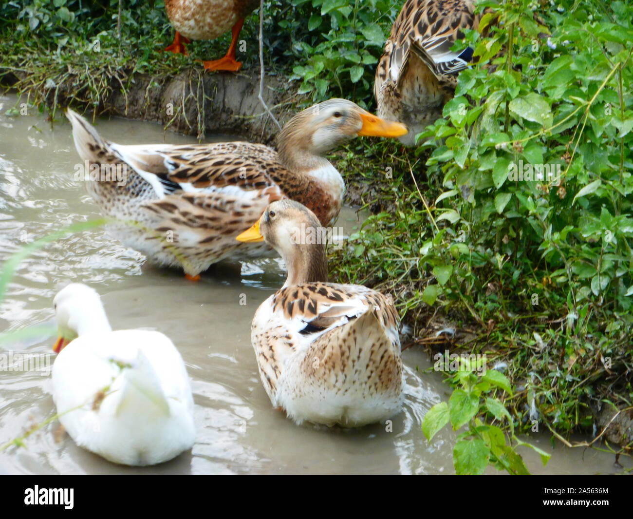 A flock of ducks foraging in a stream Stock Photo - Alamy