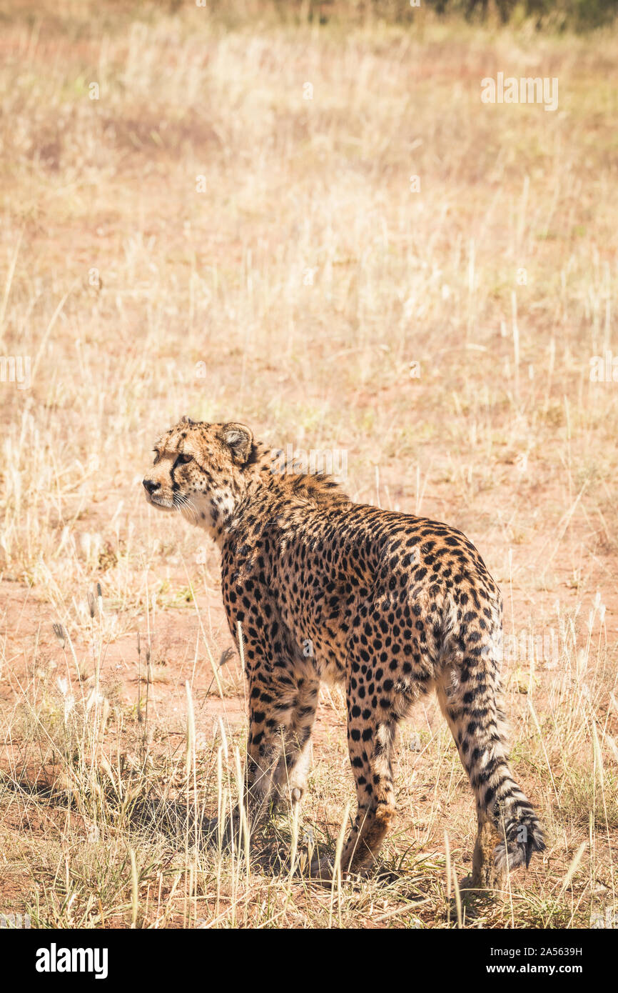 cheetah in the steppe of Namibia Stock Photo - Alamy