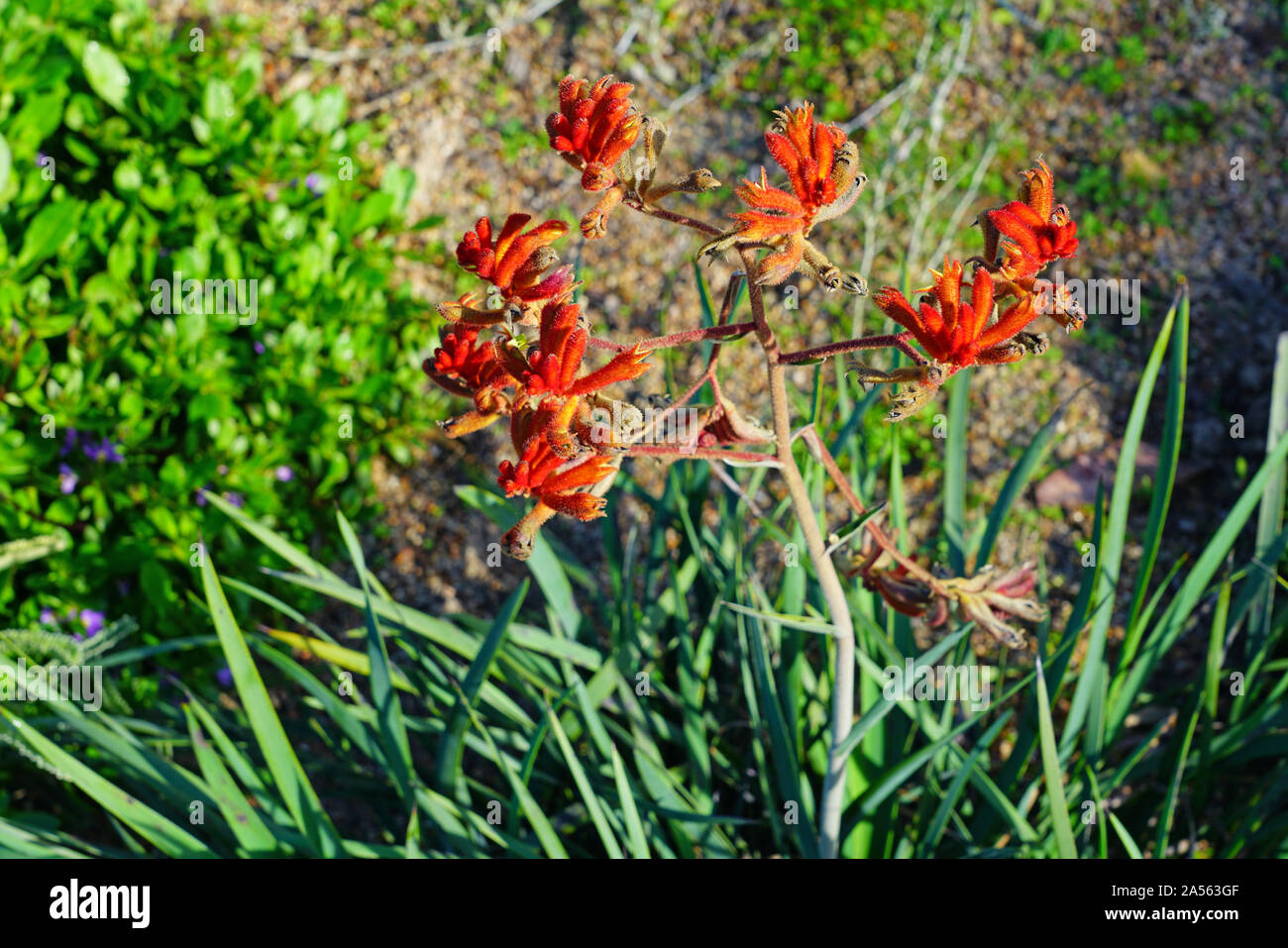 View of a Kings Park Federation Flame red Kangaroo Paw flower ...