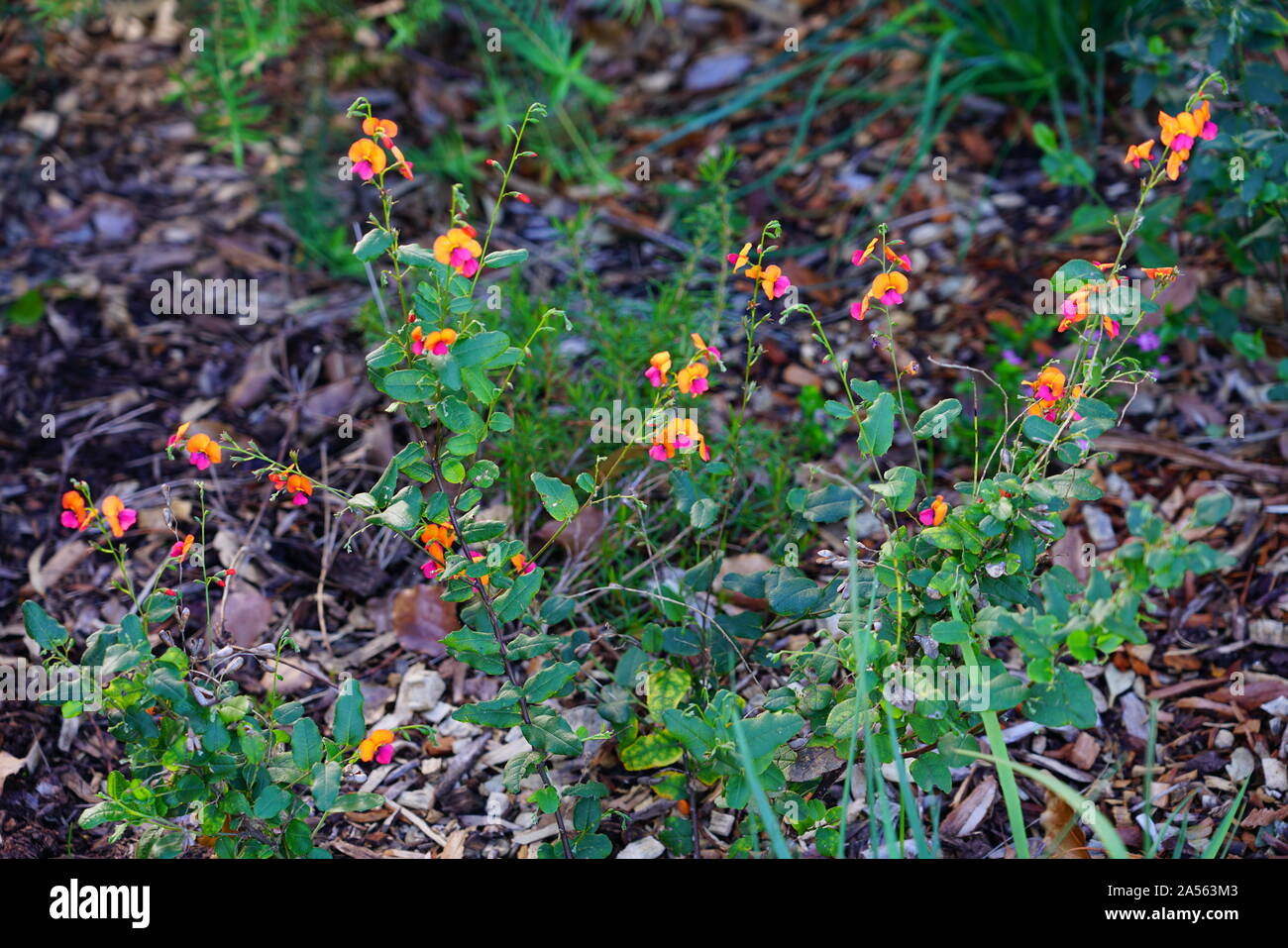 View of a Yellow-Eyed Flame Pea purple and orange flower (Chorizema ...