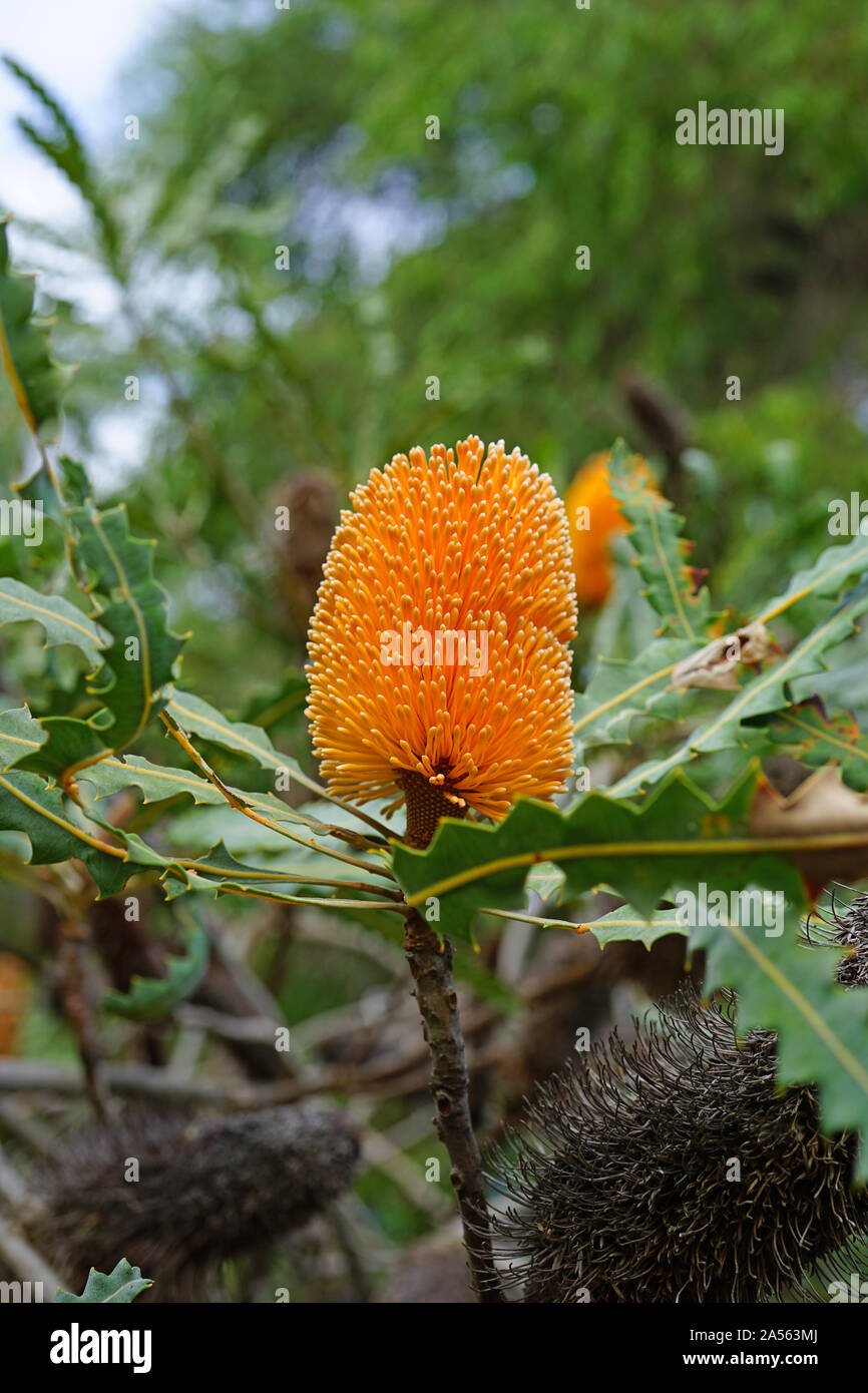 Yellow flower spike of the Banksia plant, a coastal tree in Australia ...