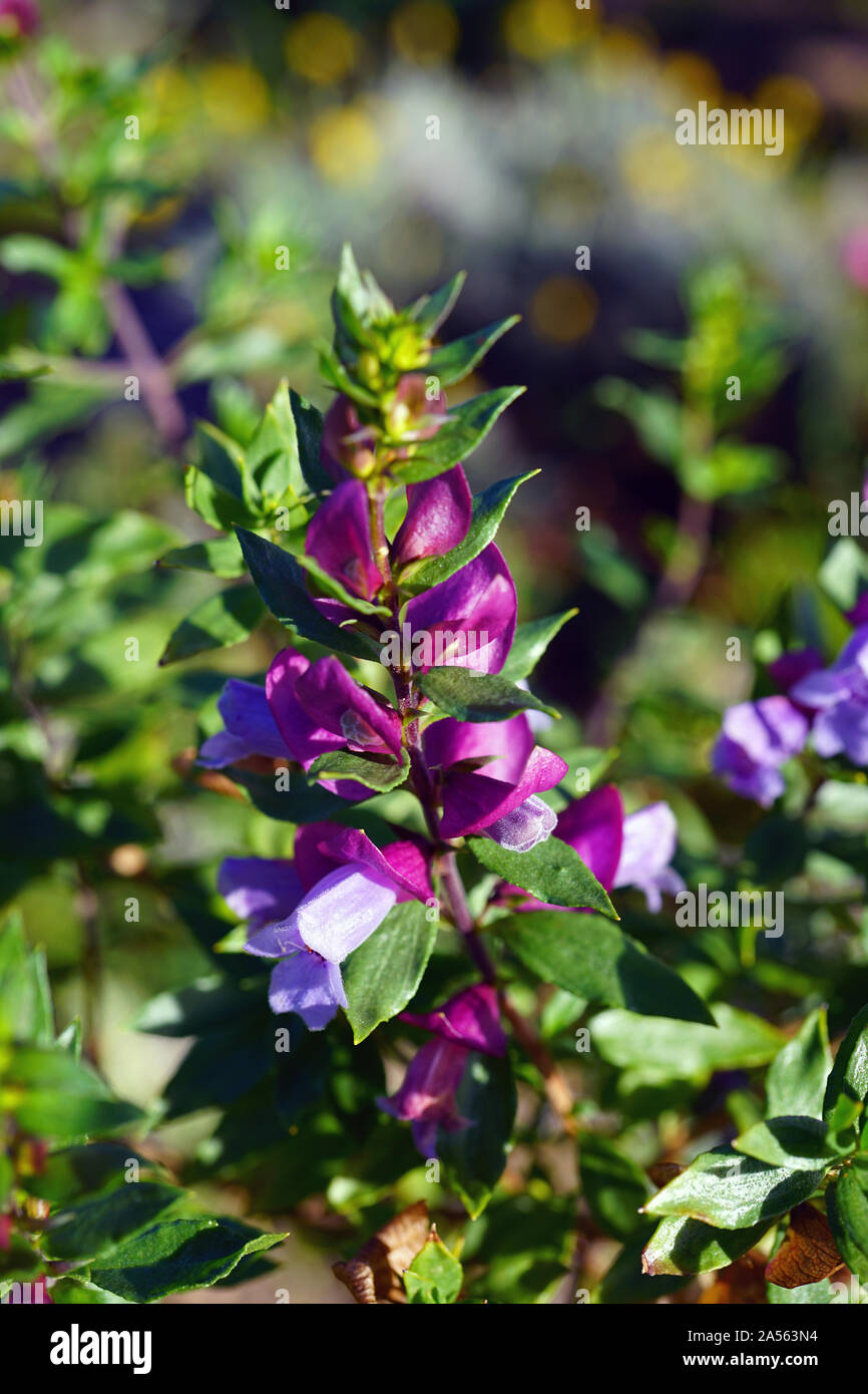 View of a Magnificent Prostanthera (Prostanthera Magnifica) purple ...