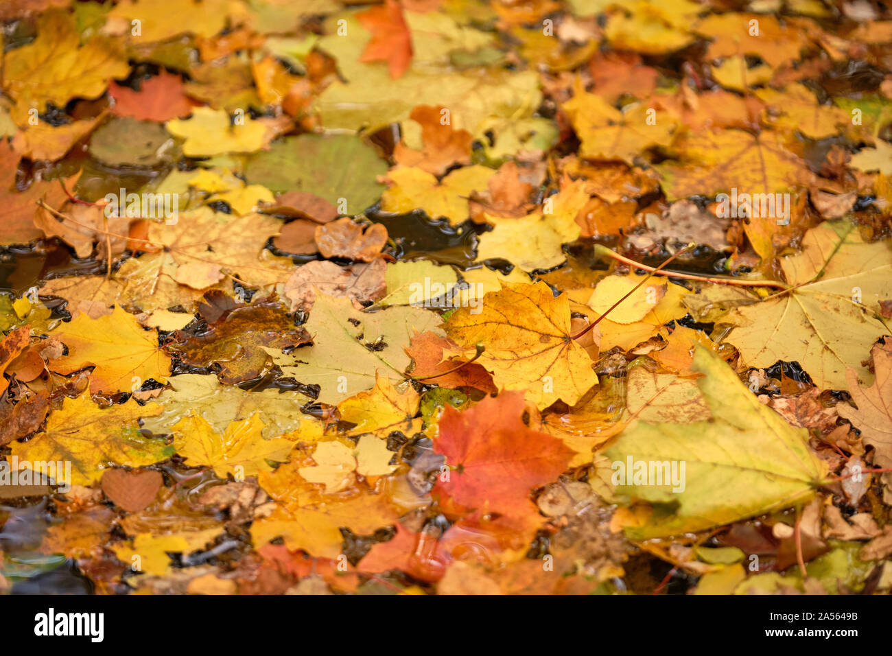 Autumnal background with beautifully colored fall foliage swimming on ...