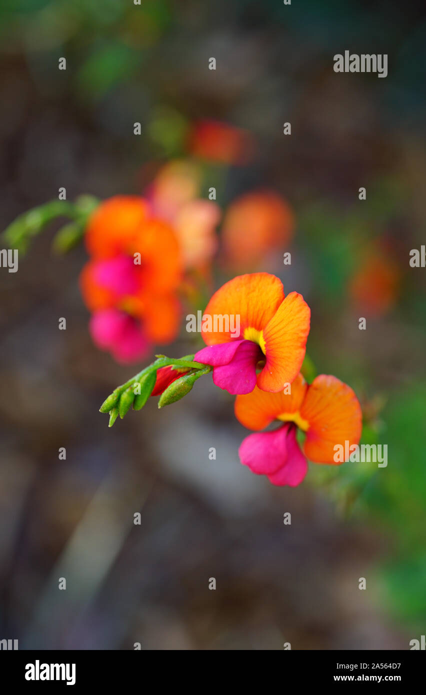 Chorizema hi-res stock photography and images - Alamy