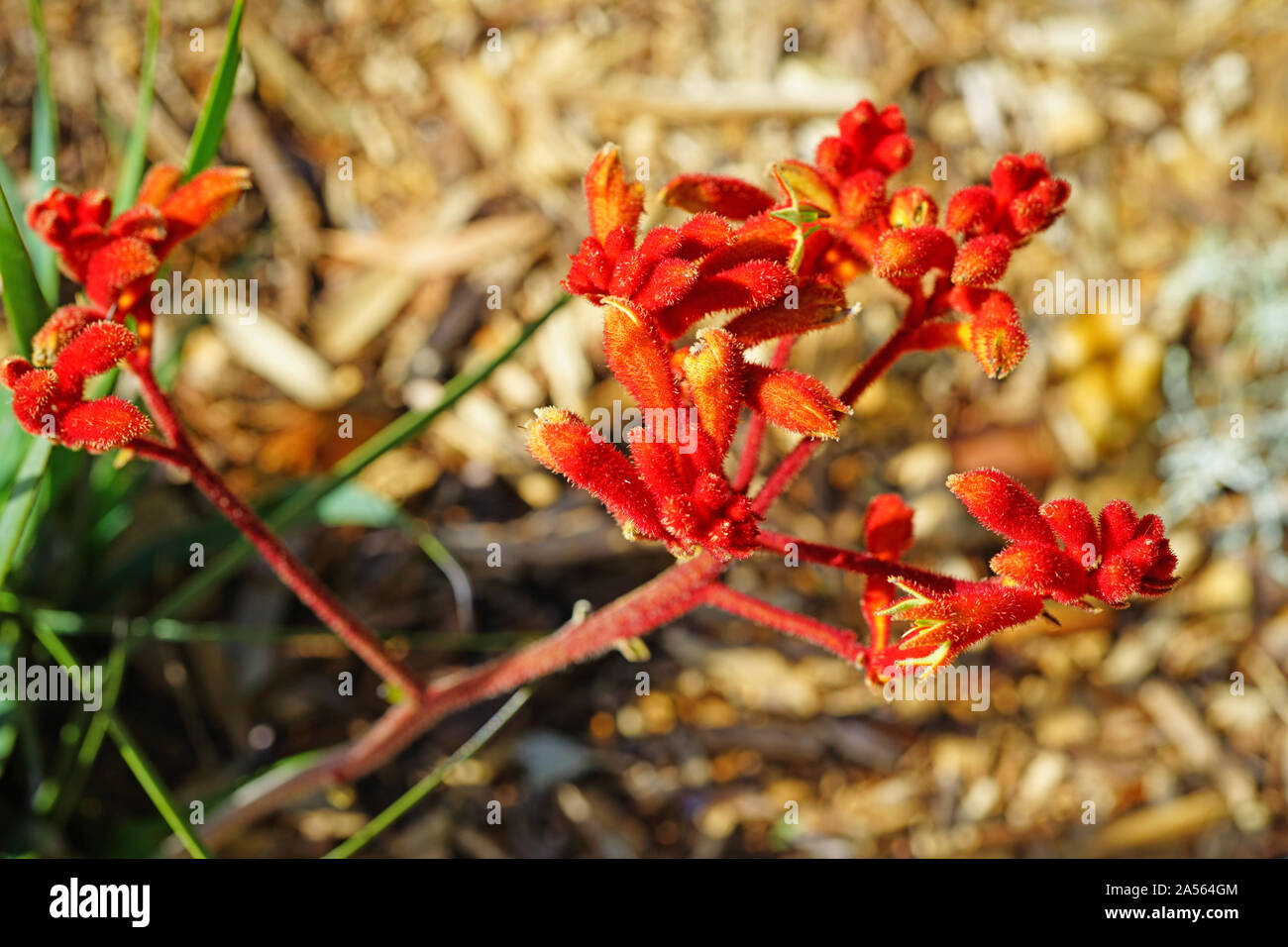 View of a Kings Park Federation Flame red Kangaroo Paw flower ...