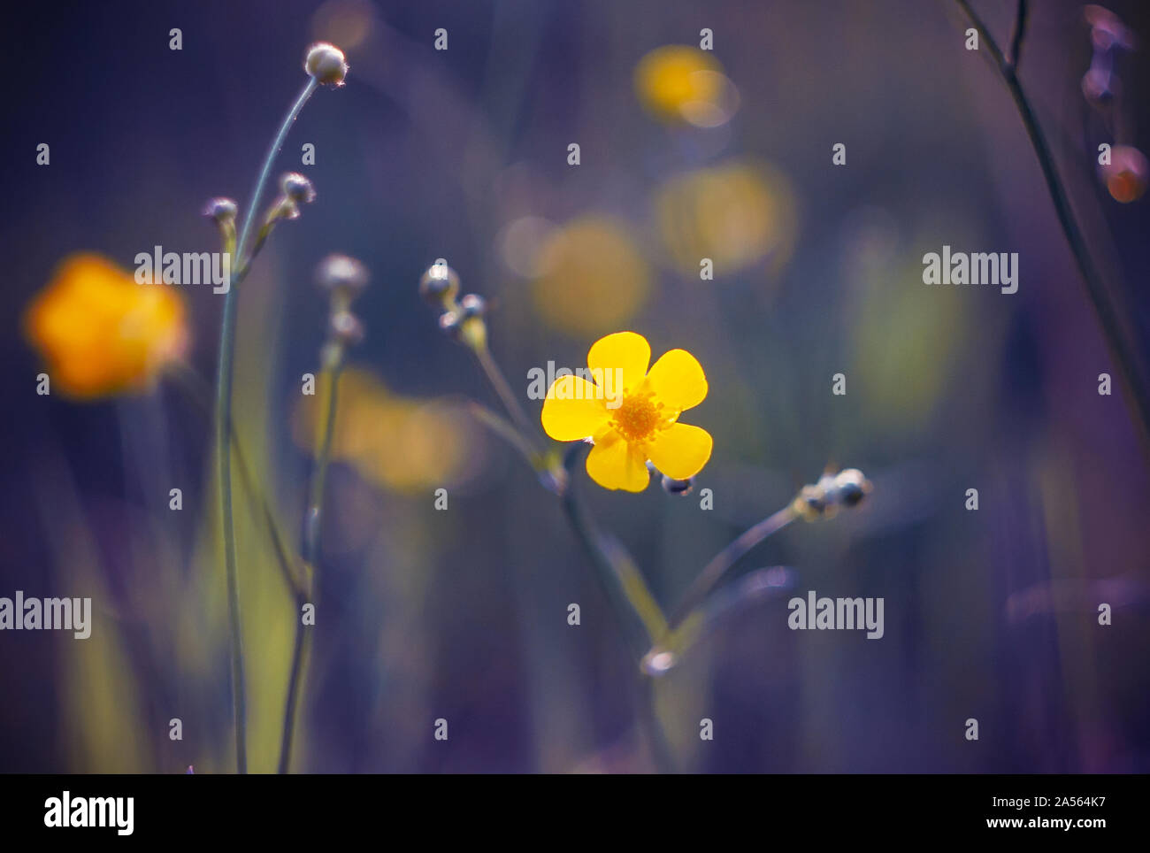 A bright yellow Buttercup flower bloomed in the morning meadow against ...