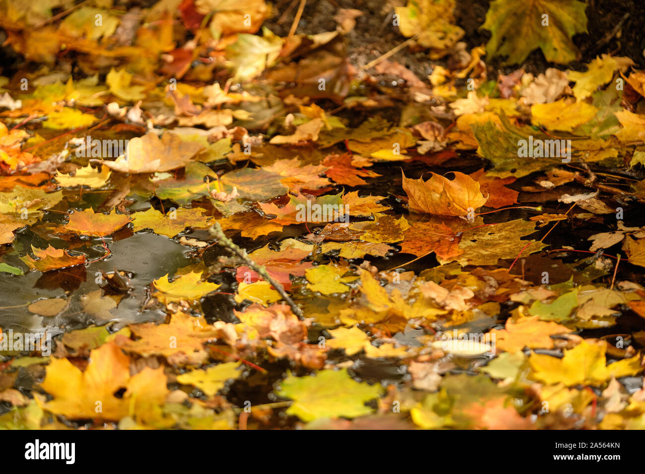 Autumnal background with beautifully colored fall foliage swimming on ...