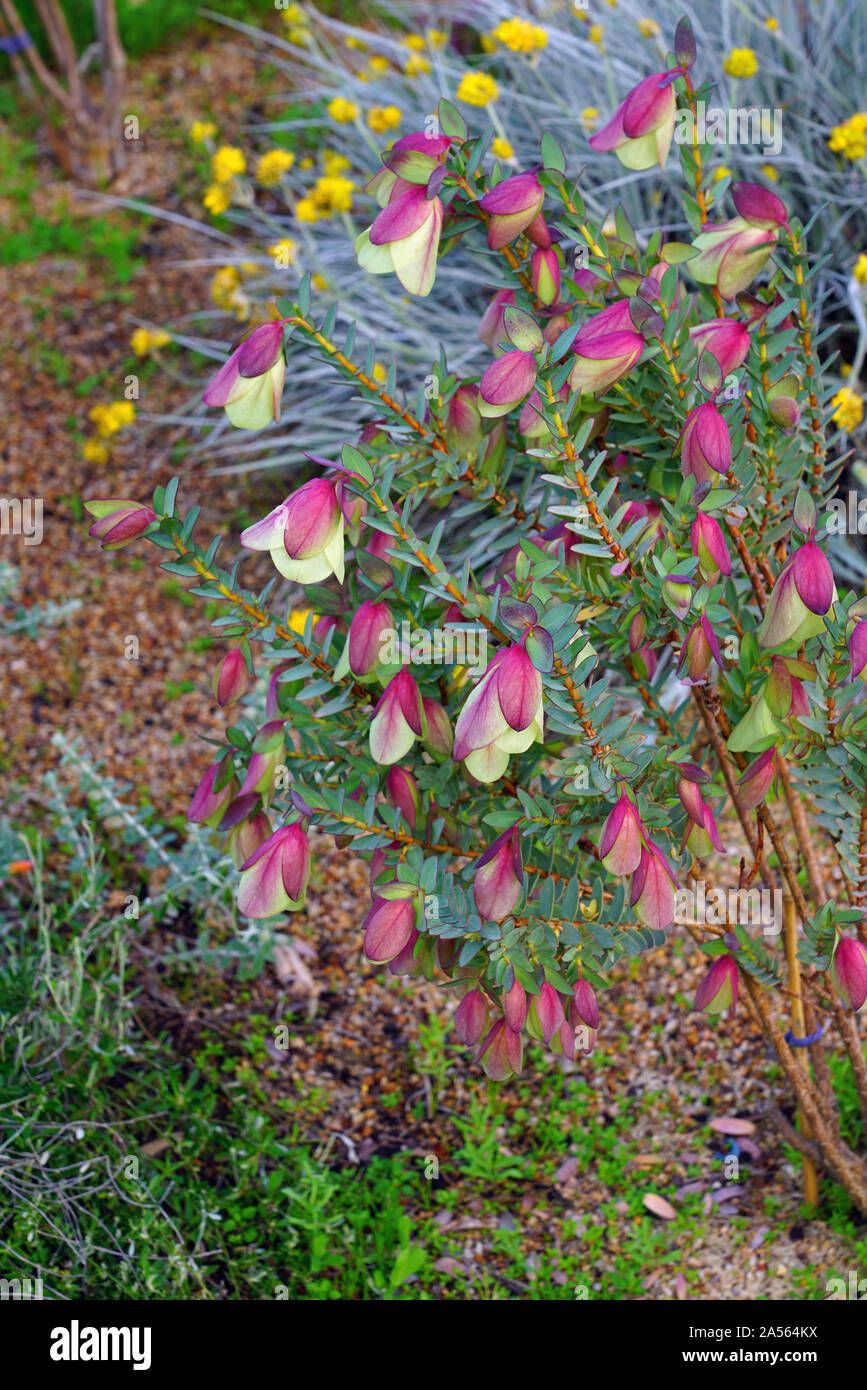 Qualup hi-res stock photography and images - Alamy