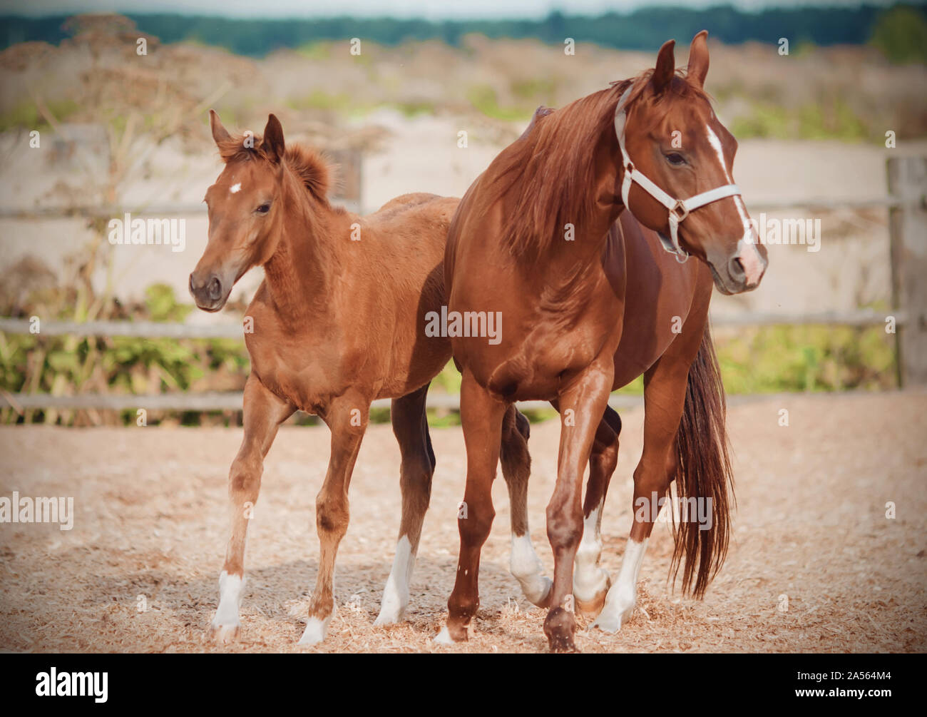 A cute little colt and his mother, who is wearing a white halter, stand ...