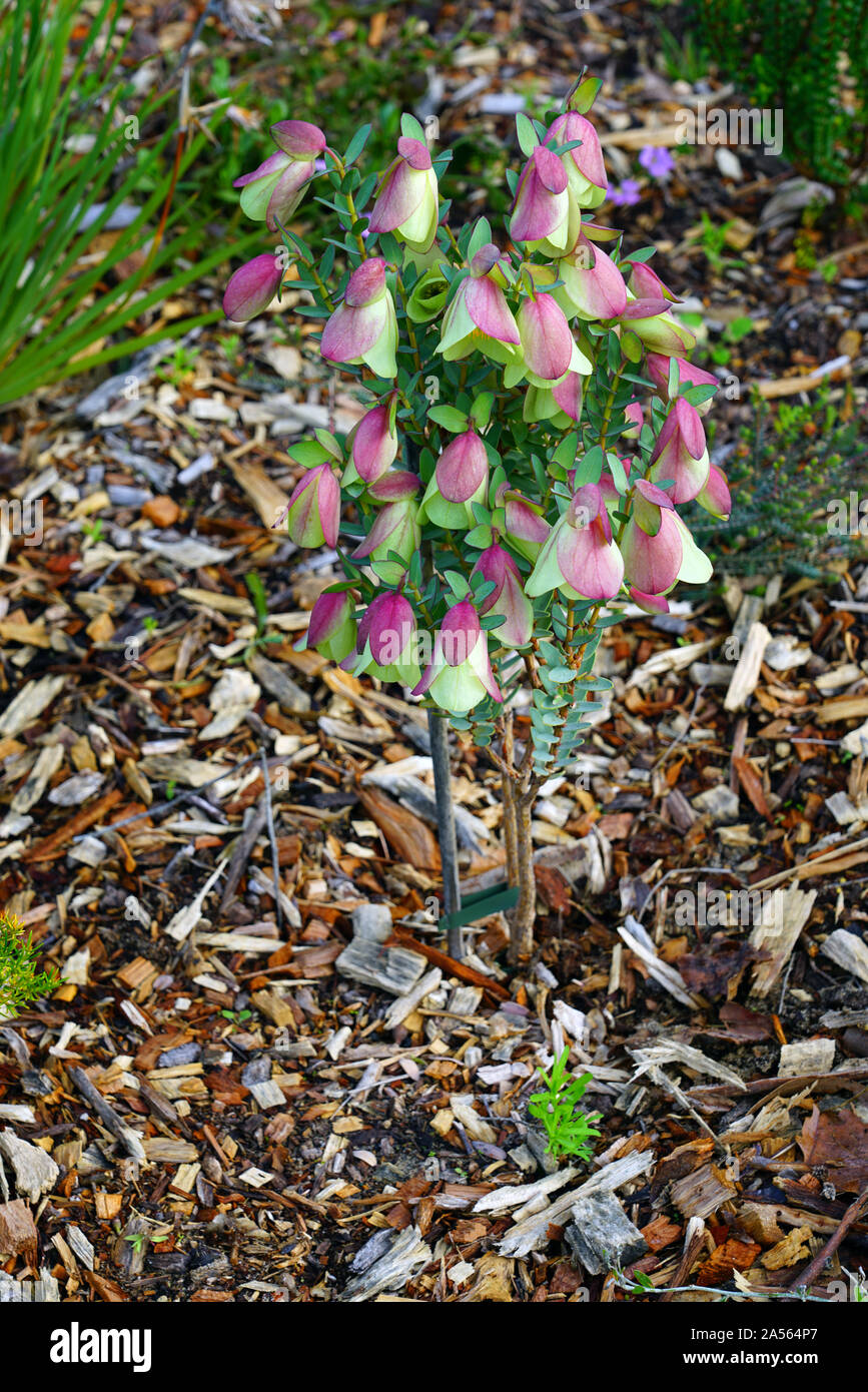 View of a Qualup Bell plant (Pimelea physodes) in Australia Stock Photo ...