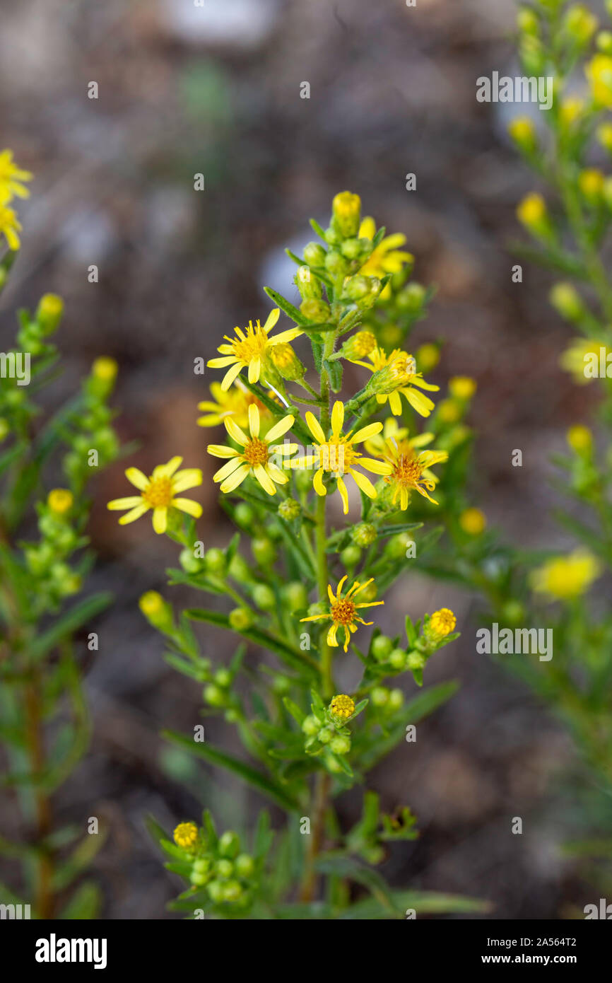 Sticky fleabane dittrichia viscosa hi-res stock photography and images ...
