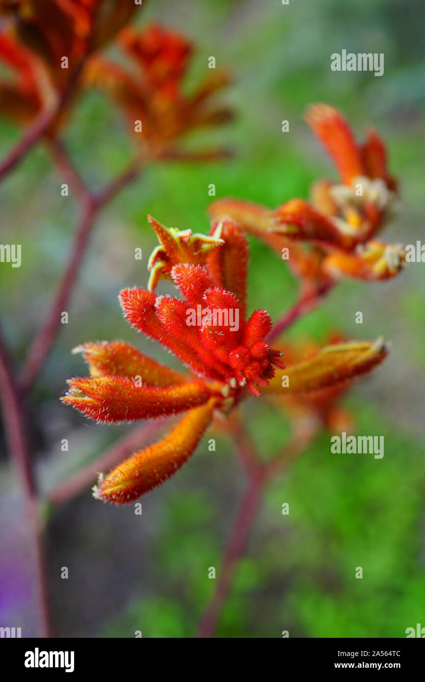 View of a Kings Park Federation Flame red Kangaroo Paw flower ...