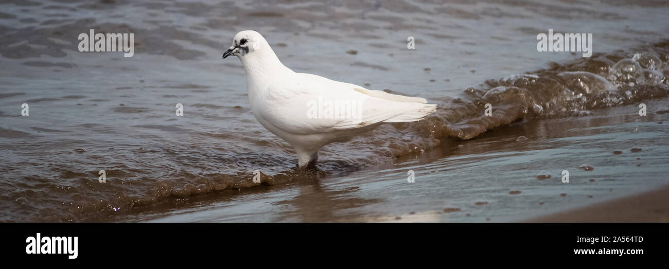 White dove in flight water hi-res stock photography and images - Alamy