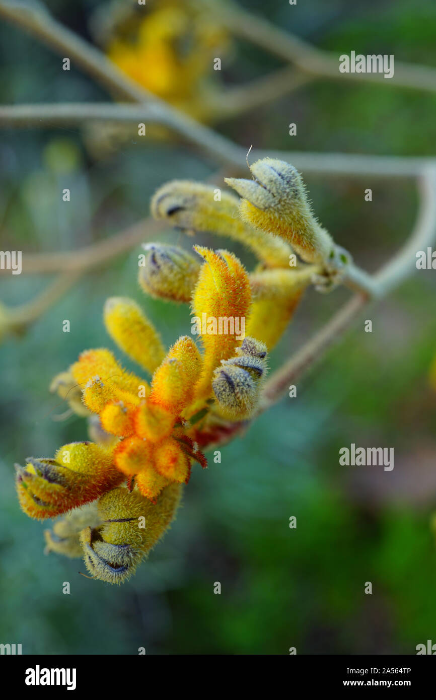 View of a Yellow Kangaroo Paw flower (Anigozanthos pulcherrimus) in ...