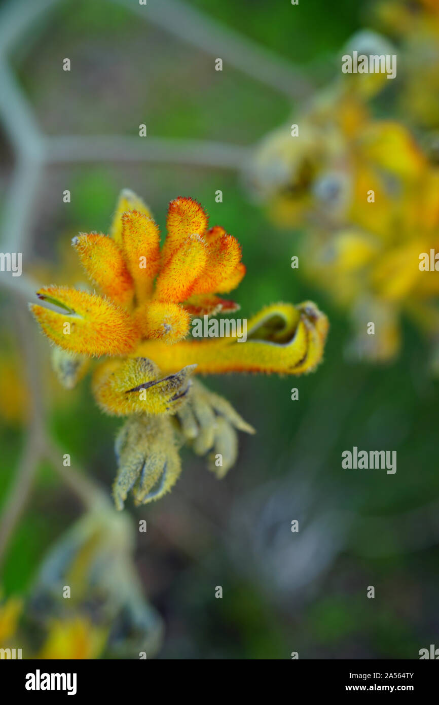 View of a Yellow Kangaroo Paw flower (Anigozanthos pulcherrimus) in ...