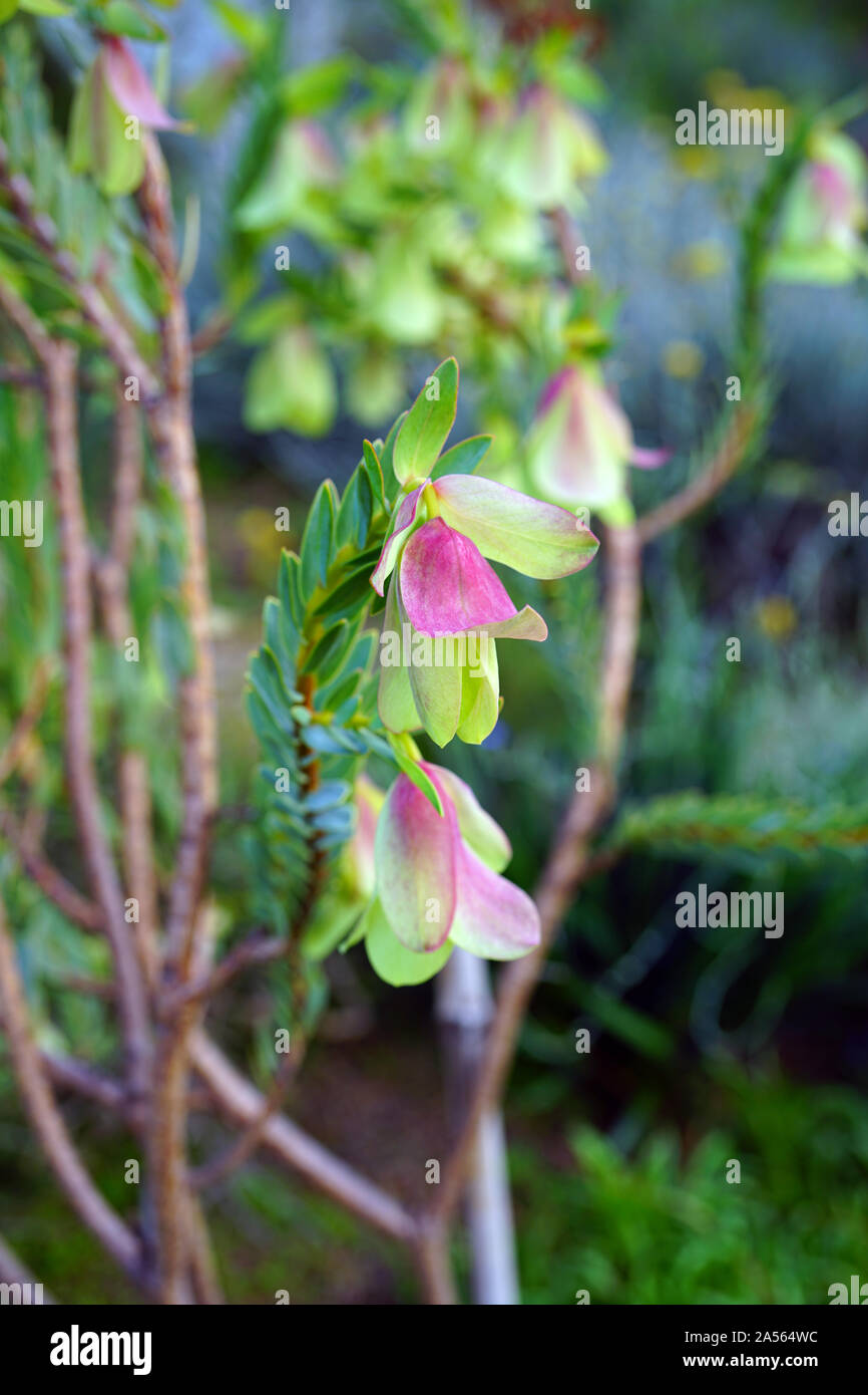 View of a Qualup Bell plant (Pimelea physodes) in Australia Stock Photo ...