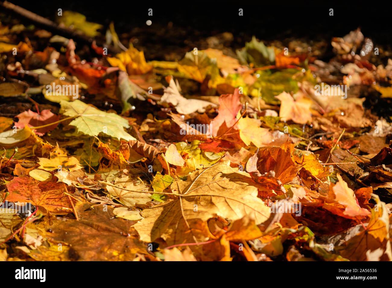 Autumnal background with beautifully colored fall foliage swimming on ...