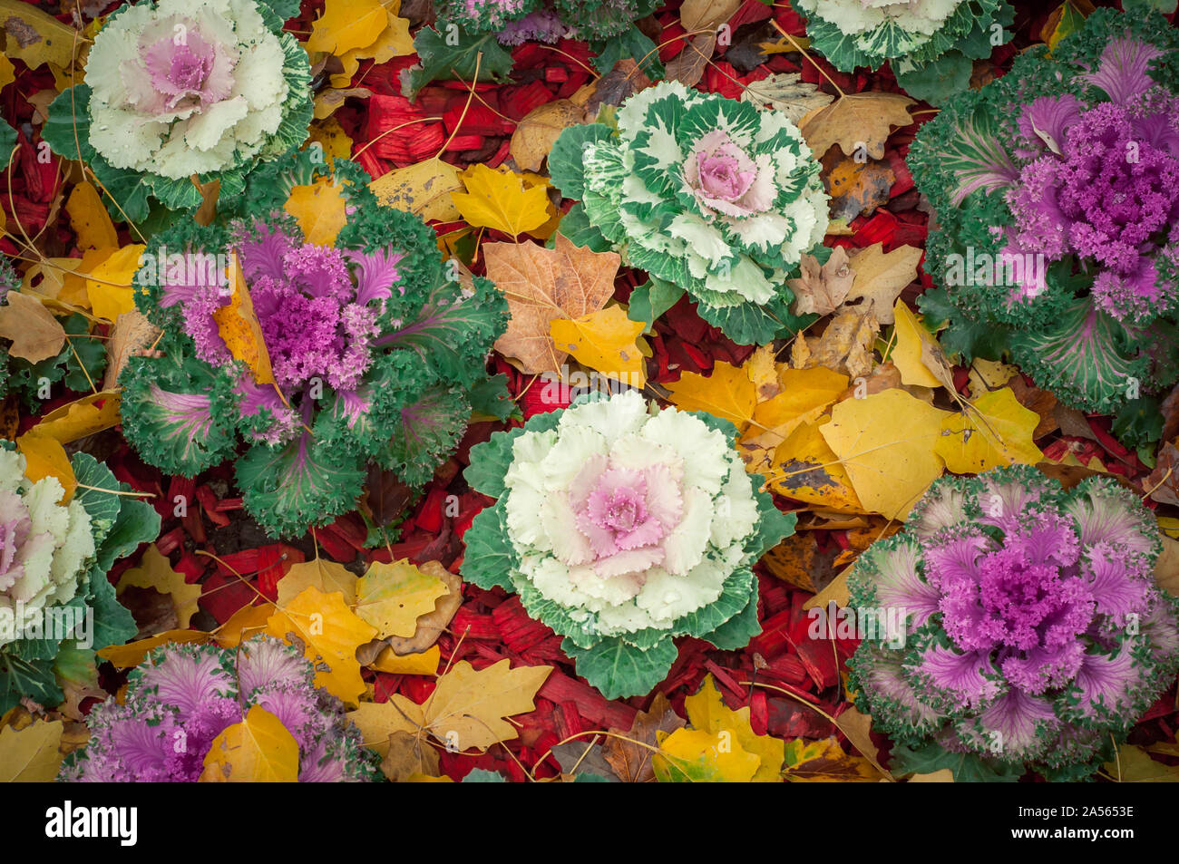 Cauliflower bloom hi-res stock photography and images - Alamy