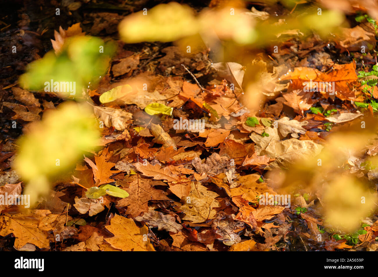 Autumnal background with beautifully colored fall foliage swimming on ...