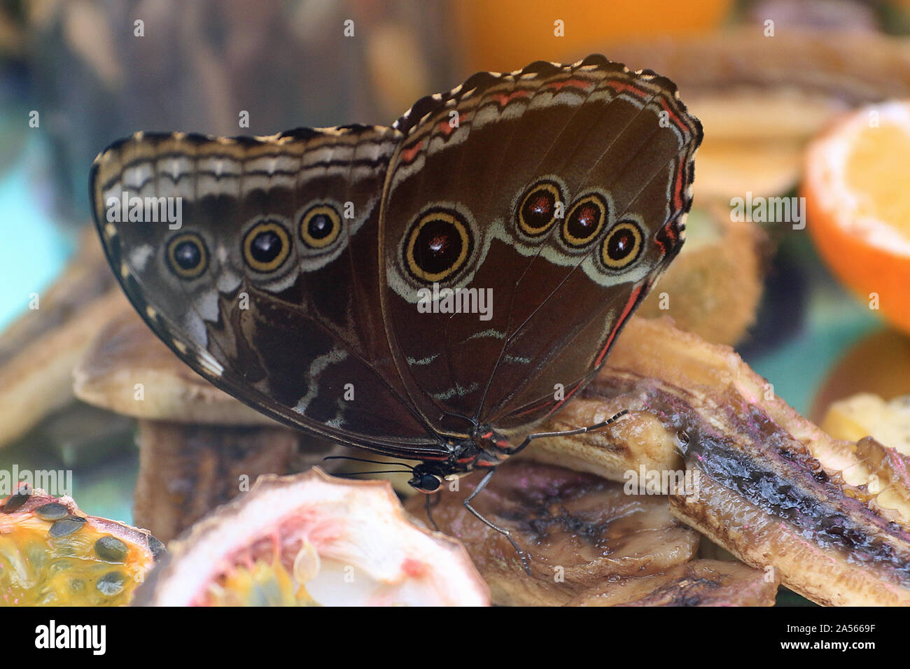 Butterflies of trinidad hi-res stock photography and images - Alamy