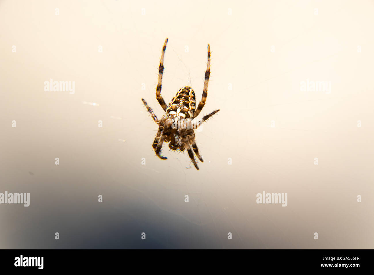 Spider with cross on the back hi-res stock photography and images - Alamy
