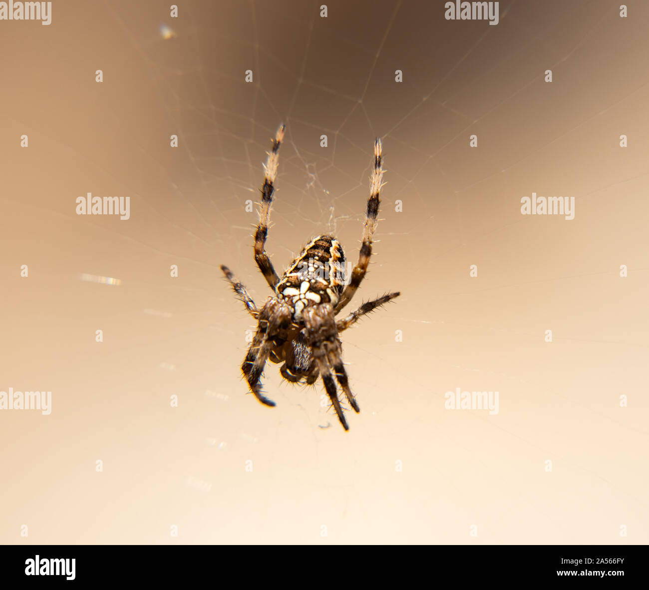 Spider with a cross on the back Stock Photo - Alamy
