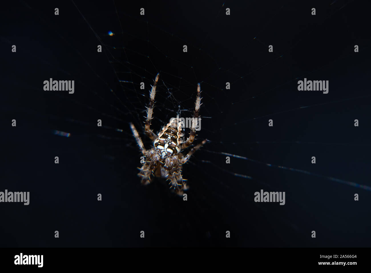 Spider with a cross on the back Stock Photo - Alamy