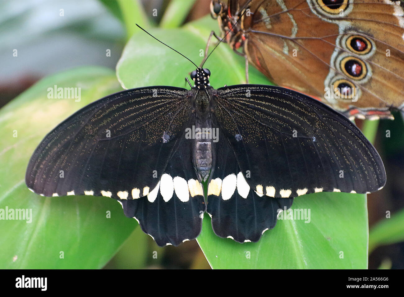 Papilio polytes, the common Mormon, is a common species of swallowtail ...