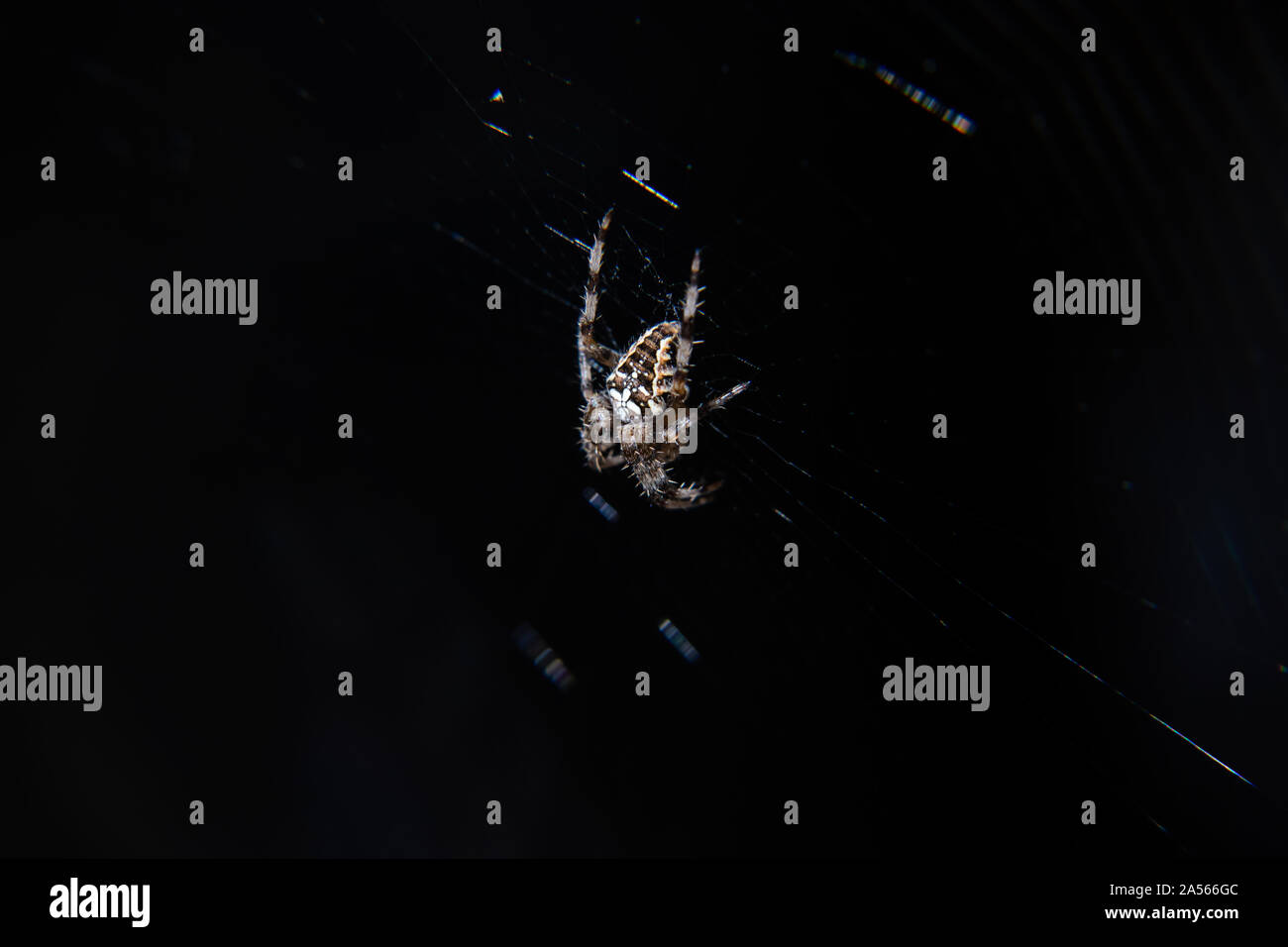 Spider with cross on the back hi-res stock photography and images - Alamy