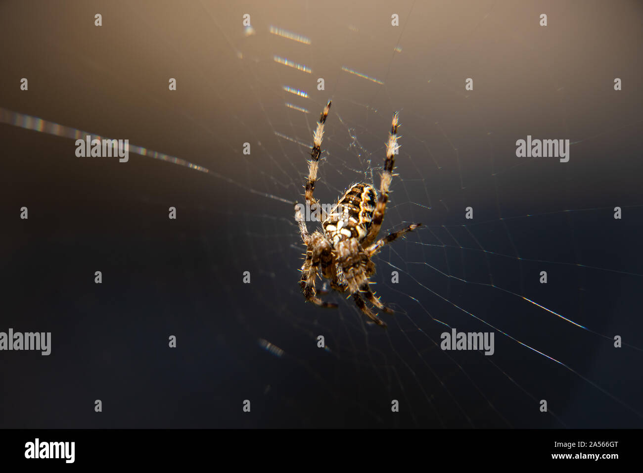 Spider with cross on the back hi-res stock photography and images - Alamy