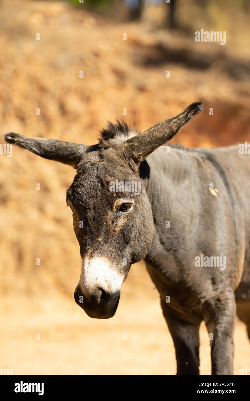 Donkey close up portrait Stock Photo - Alamy