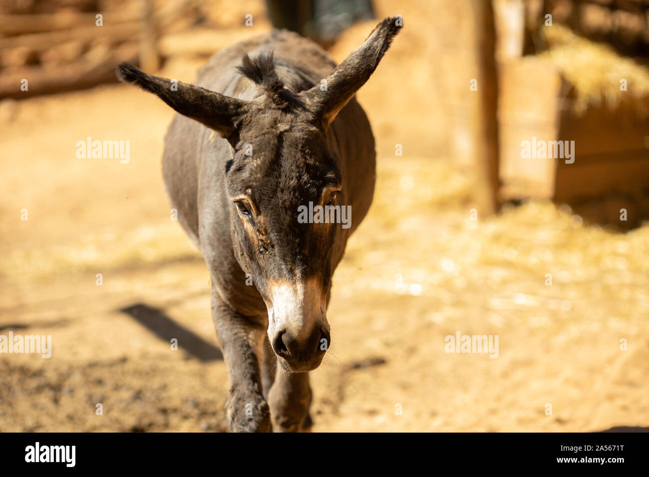 Donkey close up portrait Stock Photo - Alamy