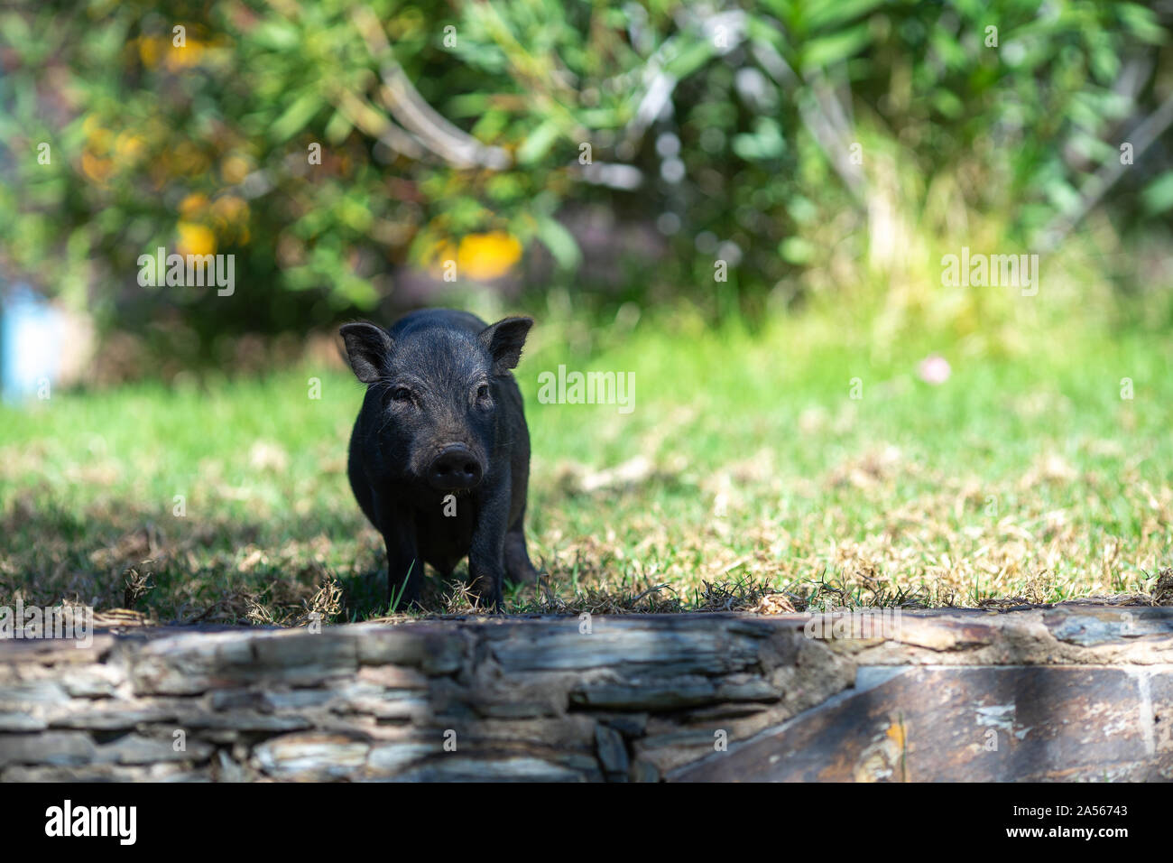 Wild black pig hi-res stock photography and images - Alamy