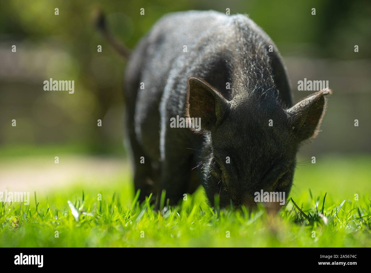 Wild black pig hi-res stock photography and images - Alamy