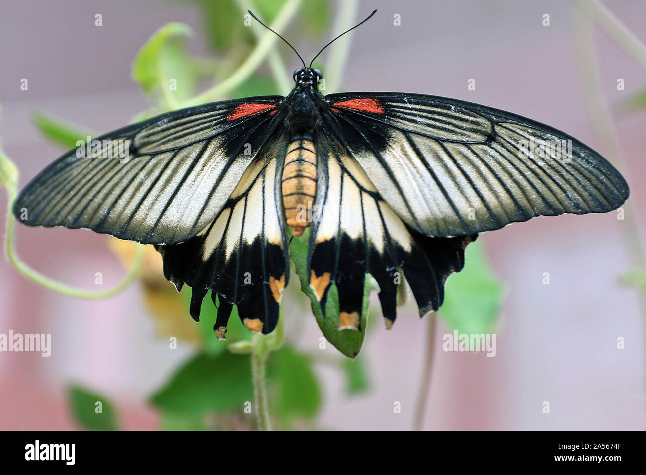 Wings icon design colorful symbol hi-res stock photography and images ...