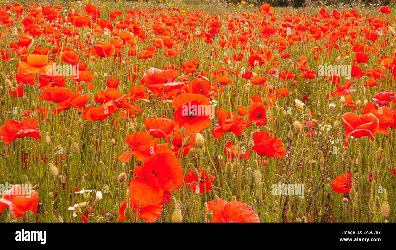 Red Poppies in Flanders Fields symbol for remembrance Day WW1 - For ...