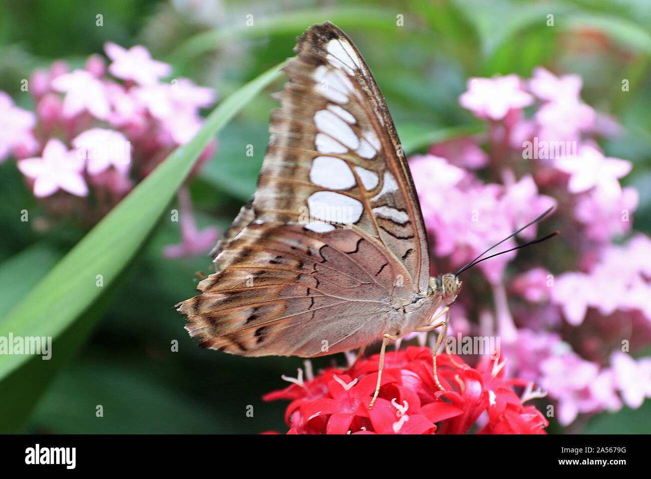 Clipper species butterfly found hi-res stock photography and images - Alamy