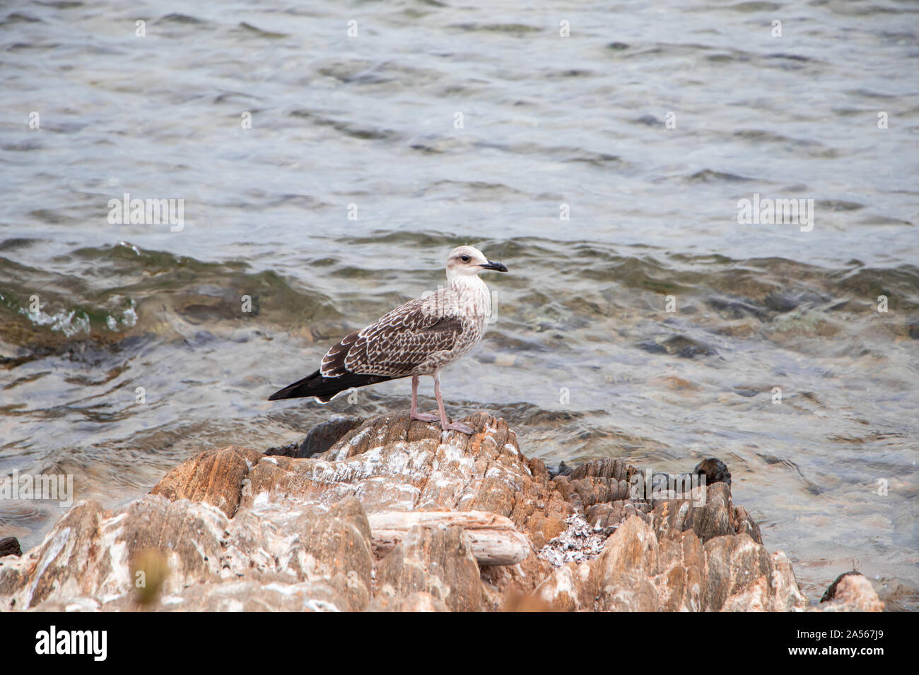 Caspian gull (Larus cachinnans) on the rock at beach Stock Photo - Alamy