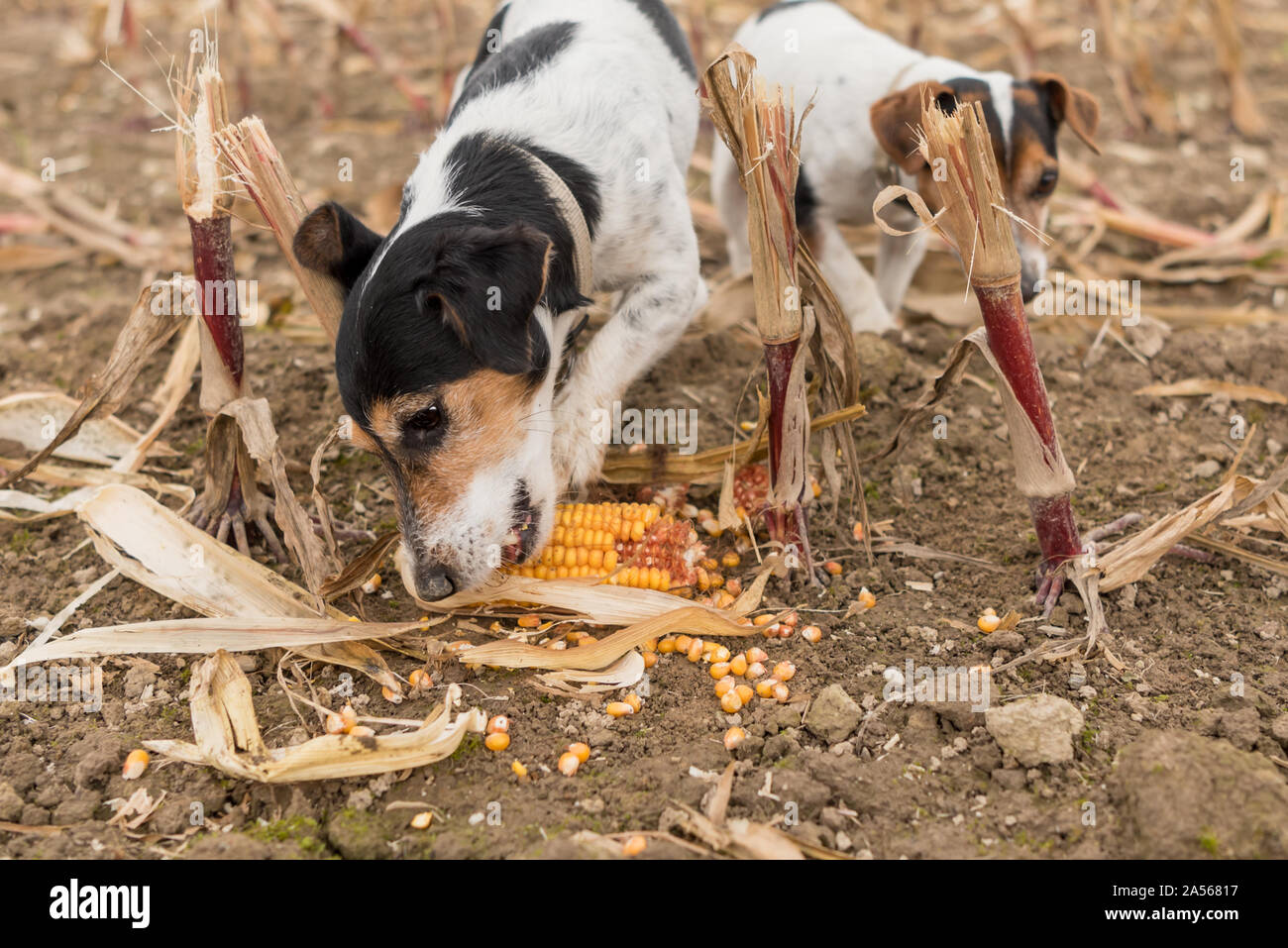 Jack Russell Terrier on a field in season Autumn. Dog eats a corncob ...