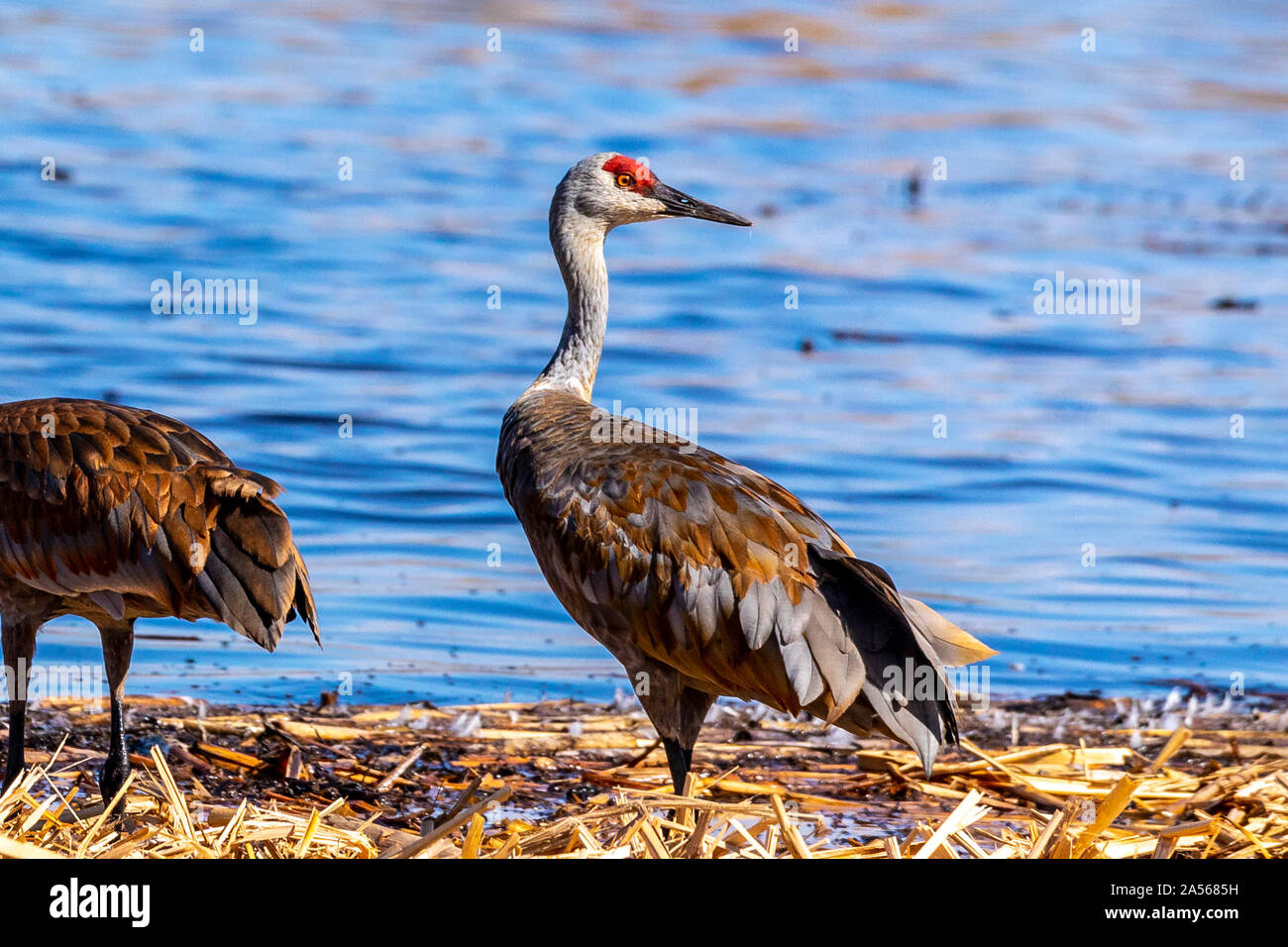 Sandhill Cranes forage for food in the shallows of the Merced National ...