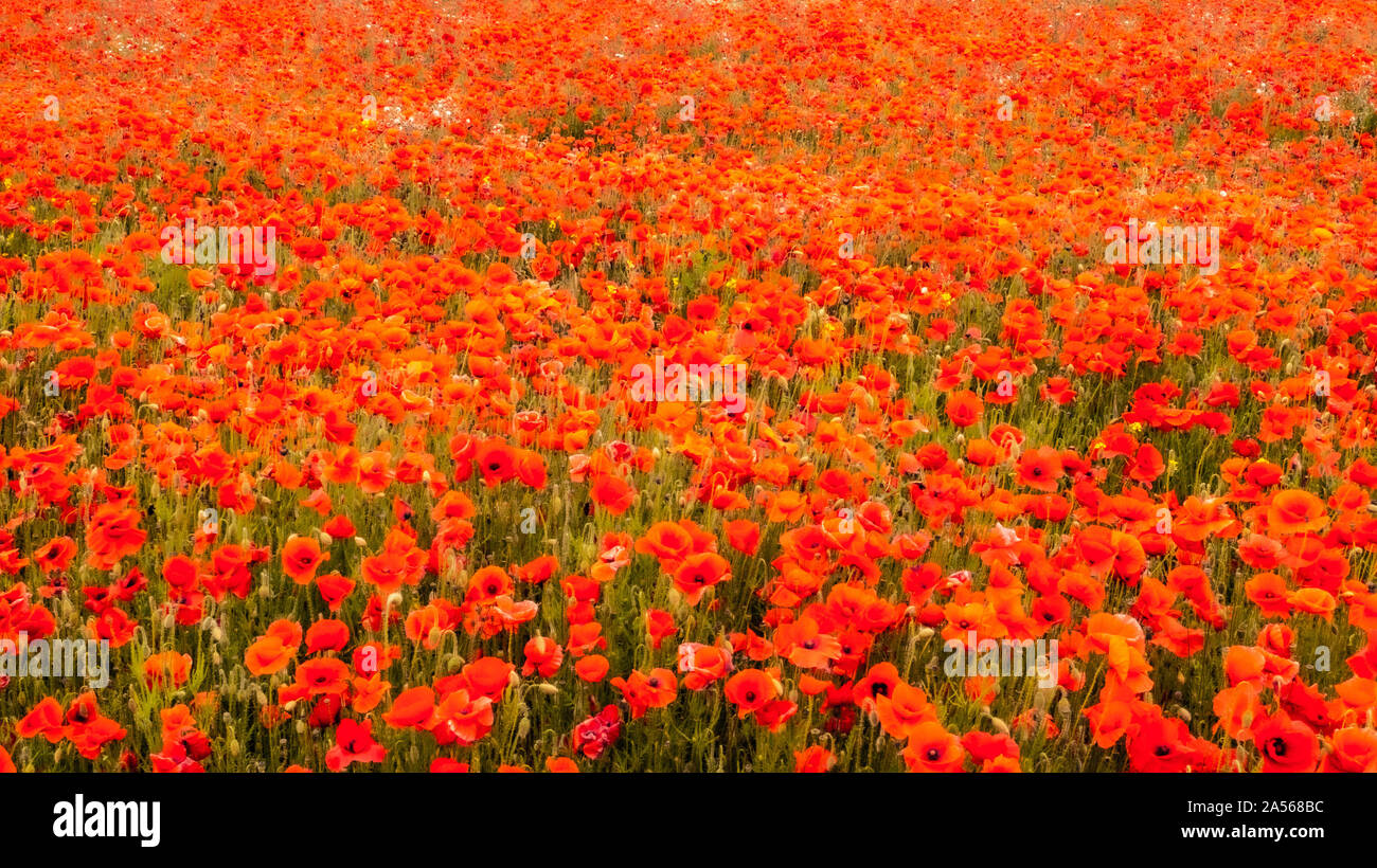 Red Poppies in Flanders Fields symbol for remembrance Day WW1 - For ...