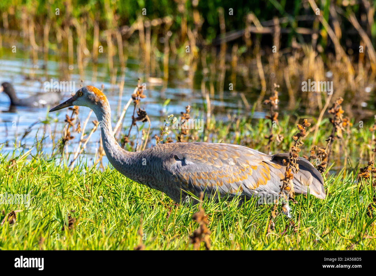Sandhill Cranes forage for food in the shallows of the Merced National ...