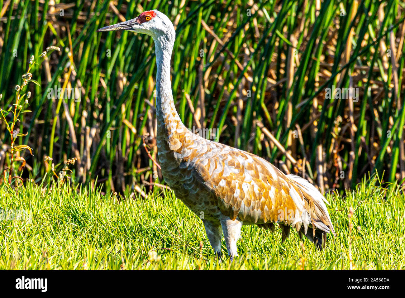 Sandhill Cranes forage for food in the shallows of the Merced National ...