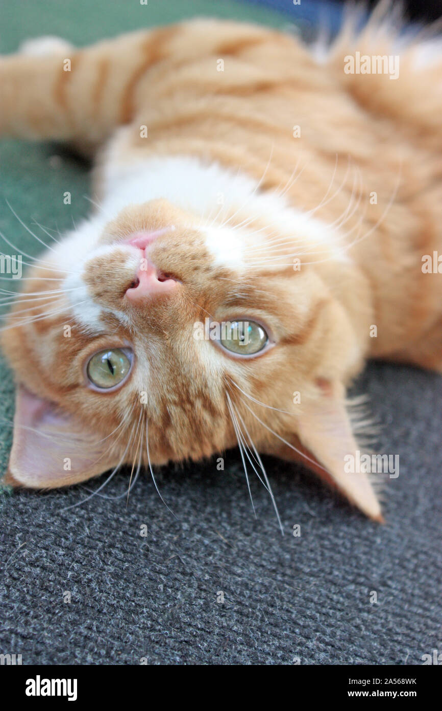 Ginger cat looking at the camera Stock Photo - Alamy