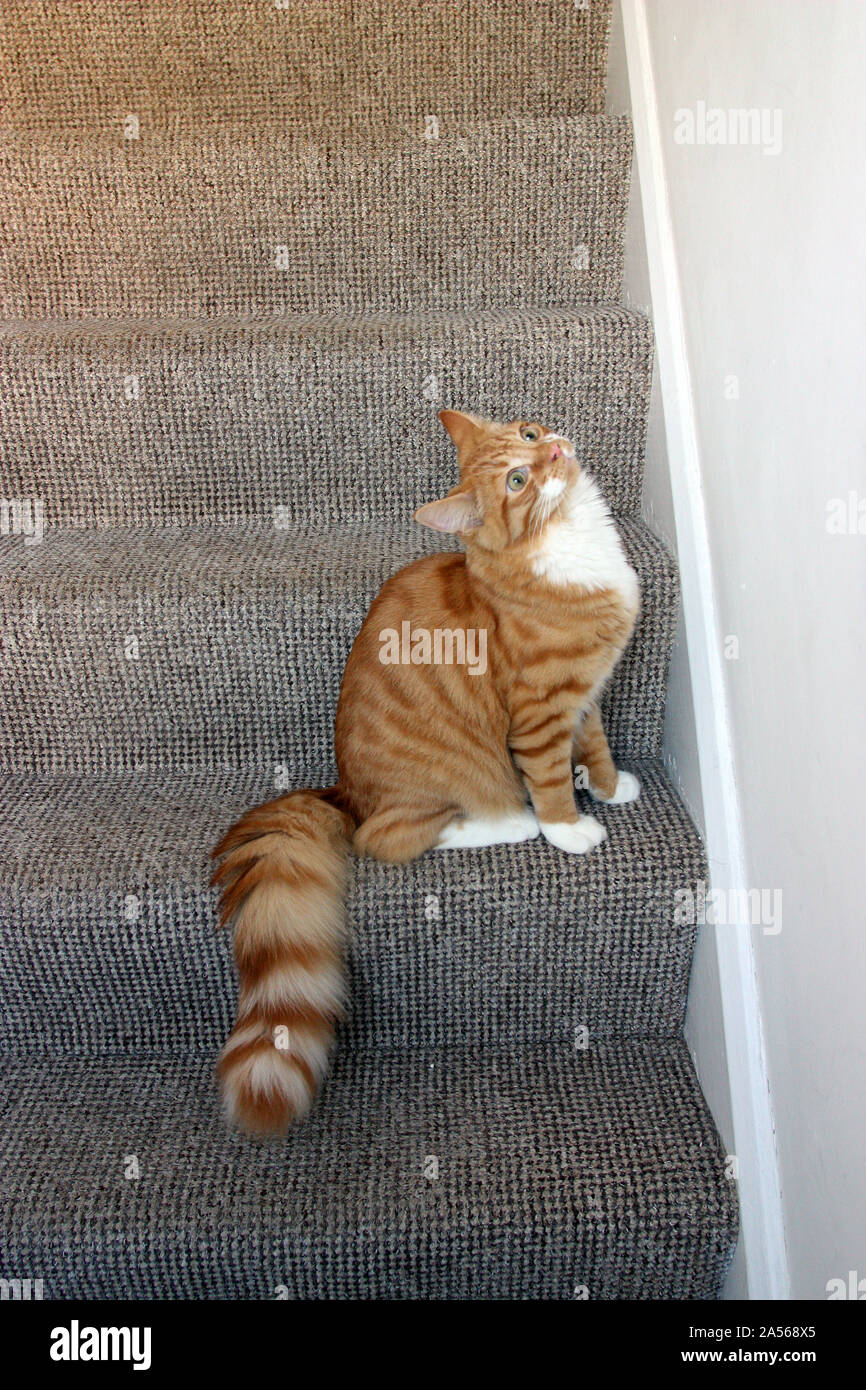 Ginger tom cat tail hi-res stock photography and images - Alamy