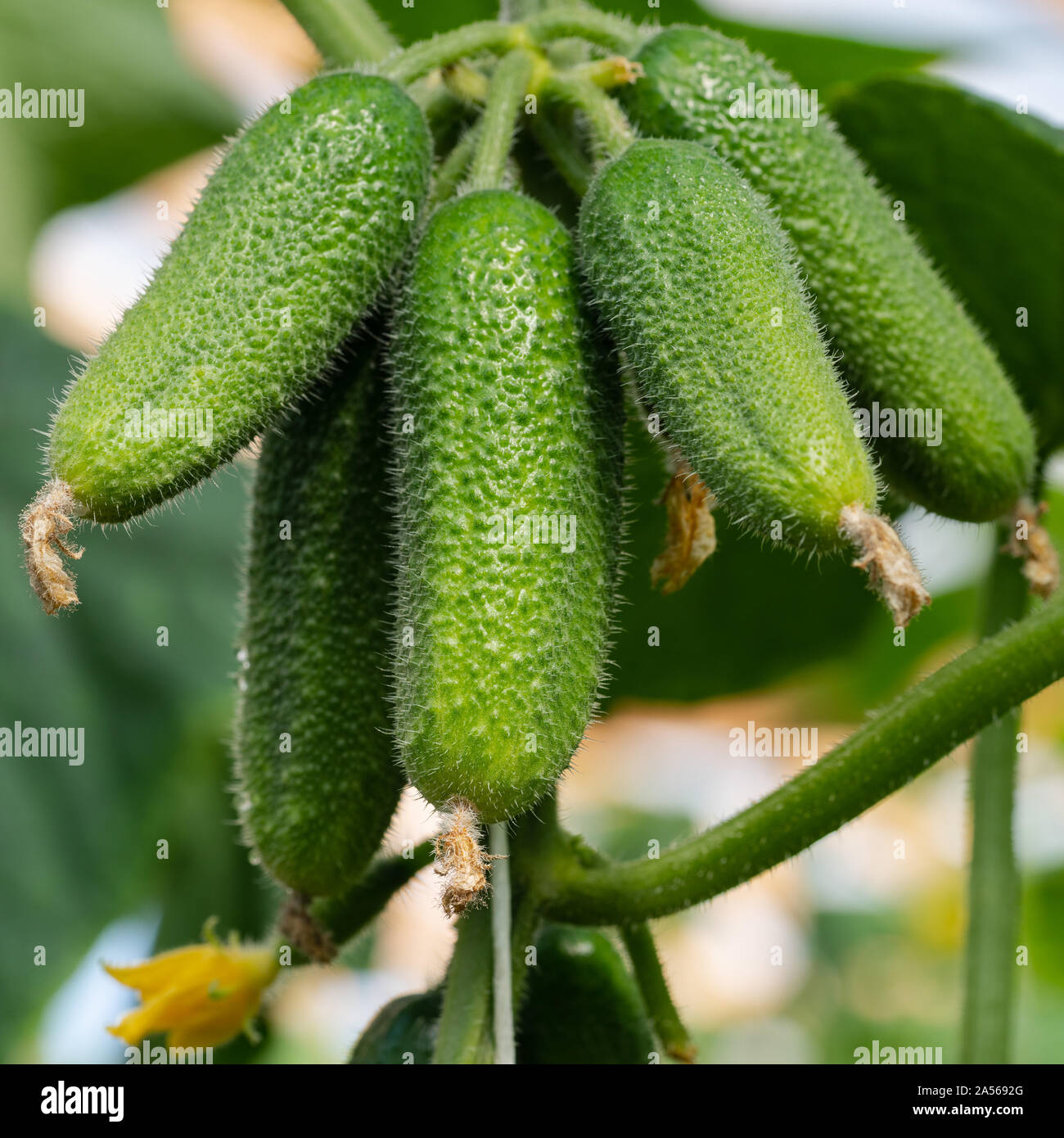 Summer freshness eco vegetables - group of natural organic cucumbers ...