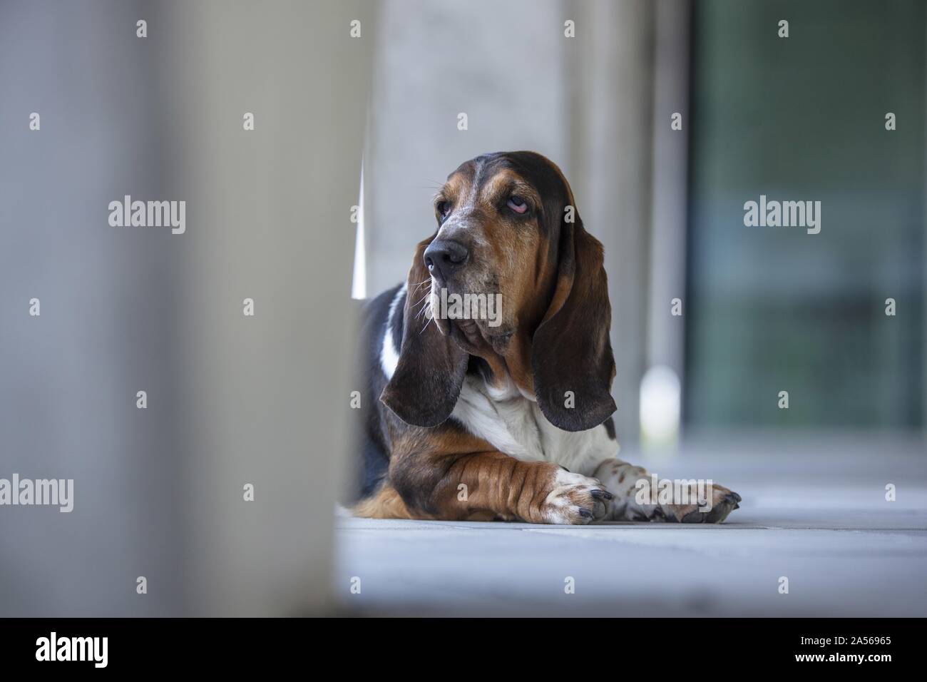lying basset hound Stock Photo - Alamy