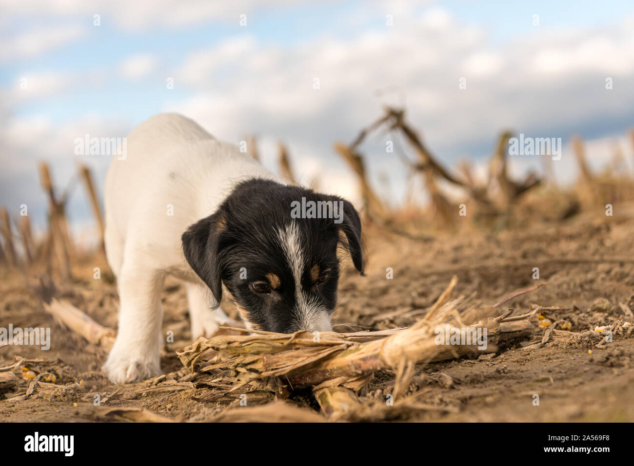 Corn puppy hi-res stock photography and images - Alamy