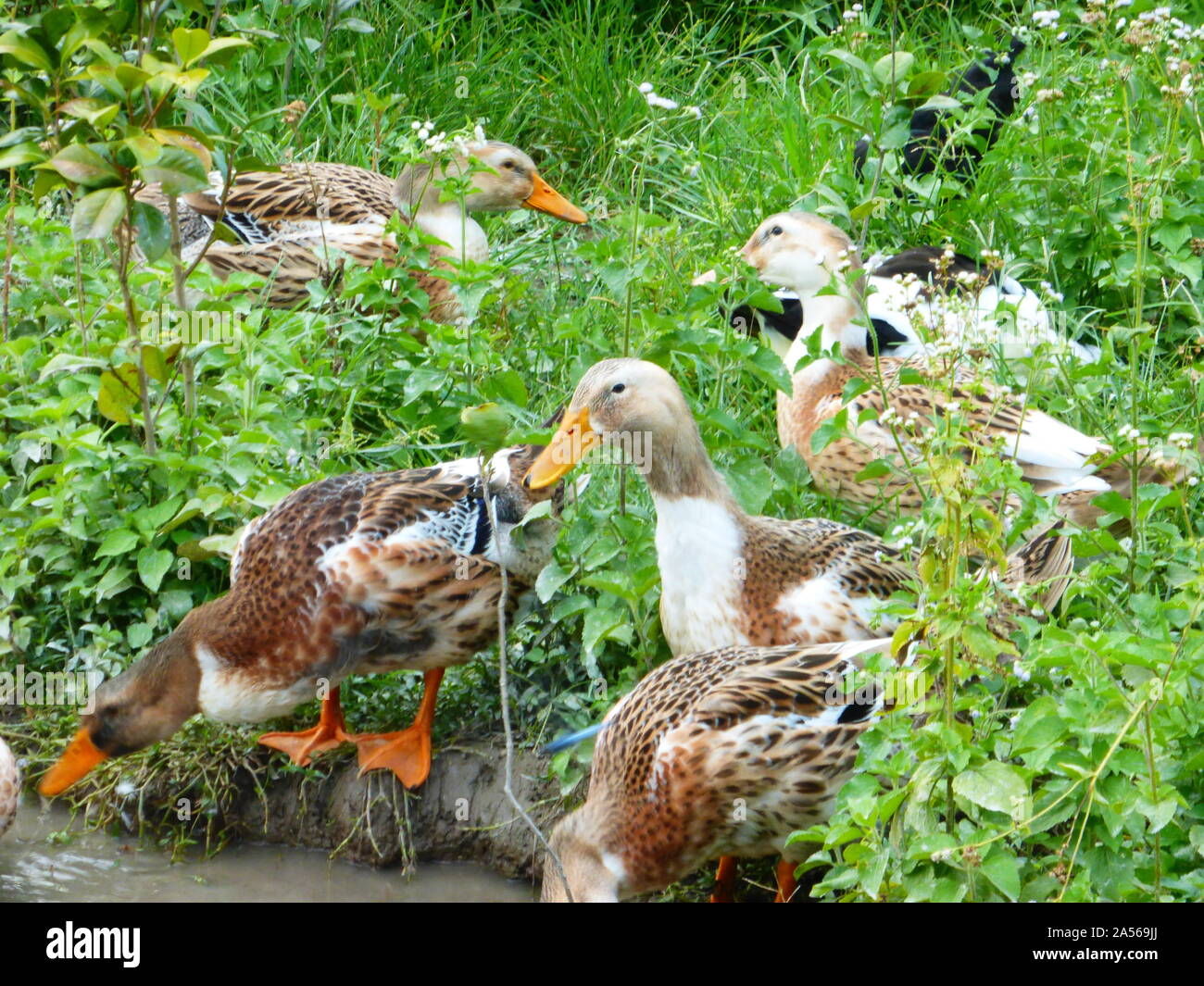 A flock of ducks foraging in a stream Stock Photo - Alamy
